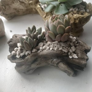 Tall Skinny Concrete Tree Stump Planter - Etsy