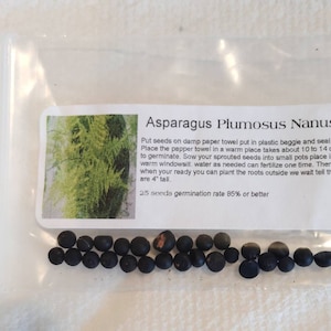 Celosia Seeds First Flame Mix 50 Pelleted Seeds - Etsy