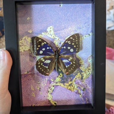 Butterfly Wing Vial Real Purple Spotted Swallowtail Graphium Weiskei ...