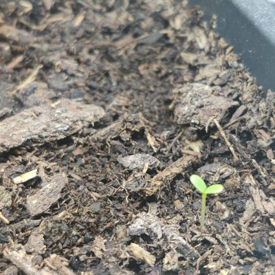 Bachelor's Button Classic Magic 30/pkt - Etsy