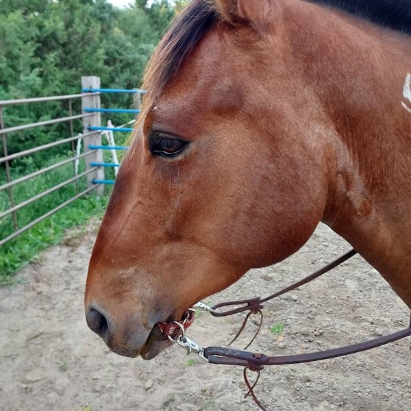 Leather Bridle-less Bit - Etsy