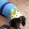 Alien Dog Costume, Toy Story Alien Dog Outfit, Halloween Dog Outfit ...