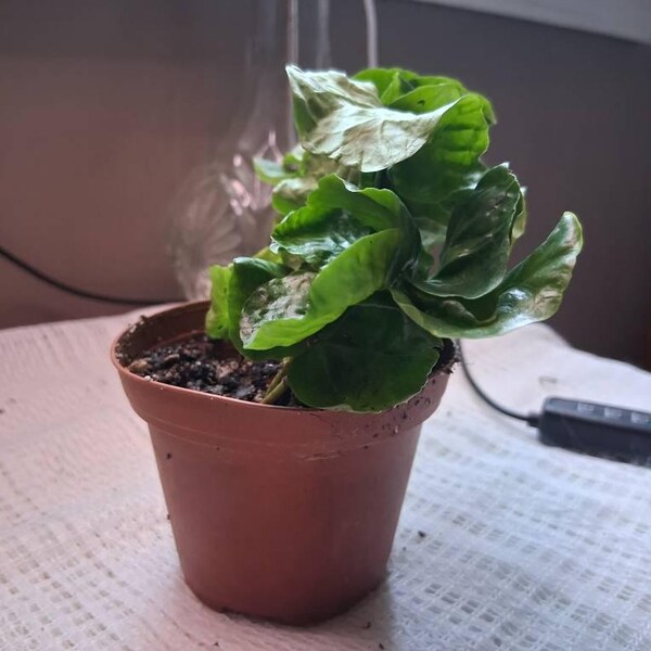 Bonsai Figurine, Fisherman, Mudmen, Handmade, Statue, Mini Home Decor ...