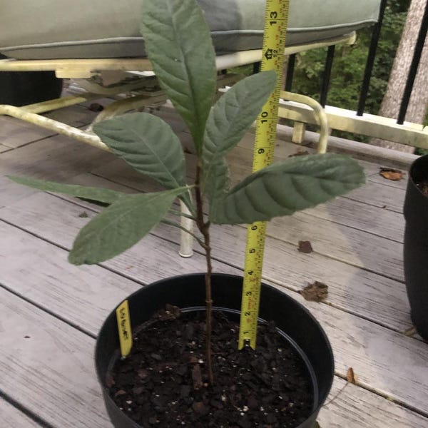 Loquat Tropical Fruit Live Tree | Non GMO Naturally Grown Seedling 4 ...