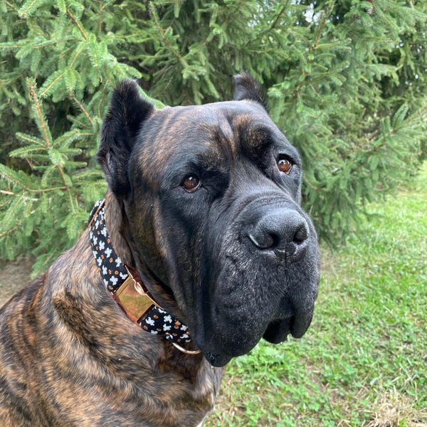 Occult Bandana. Scary Spell Craft Items on Fabric. Gift for Dog Lovers ...