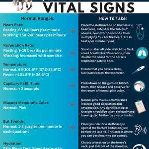 Horse Stall Card - FULLY Editable Digital Download - Etsy