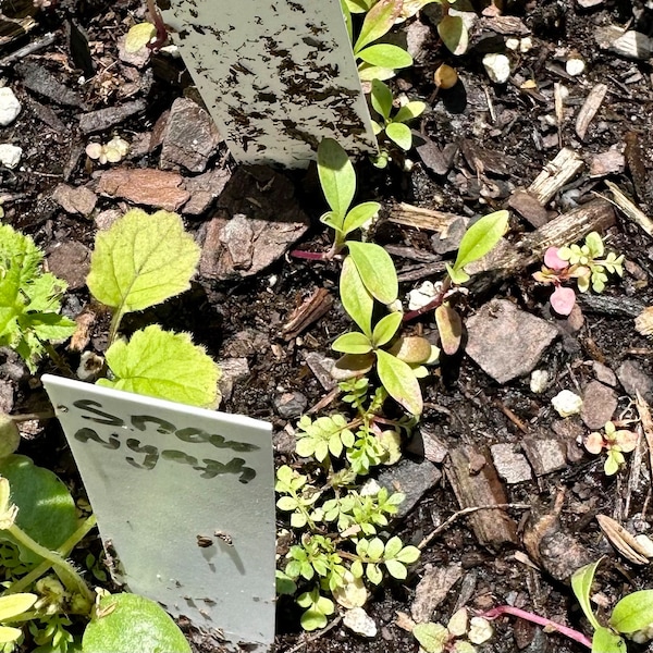 Snow Nymph, Salvia Coccinea, 10 Seeds, Frilly Blooms, Great Cut Flower ...