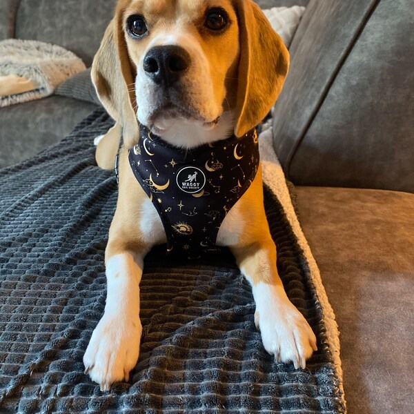 Wild Thing Dog Harness & Accessories - Etsy Australia