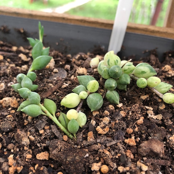 Senecio 'angel Tears' Variegata Succulent Plant - Etsy