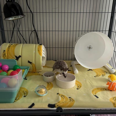 Large Fleece Coffin Bed, Drac Inspired Design, Halloween Pet Bed, Cat ...