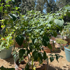 Pineapple Ground Cherry heirloom : Ground Cherry, Inca Berry, Golden ...