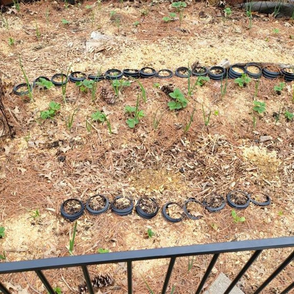 LORIENT SHALLOT Sets - Non-gmo Bulbs, Garden Seed Shallots ...