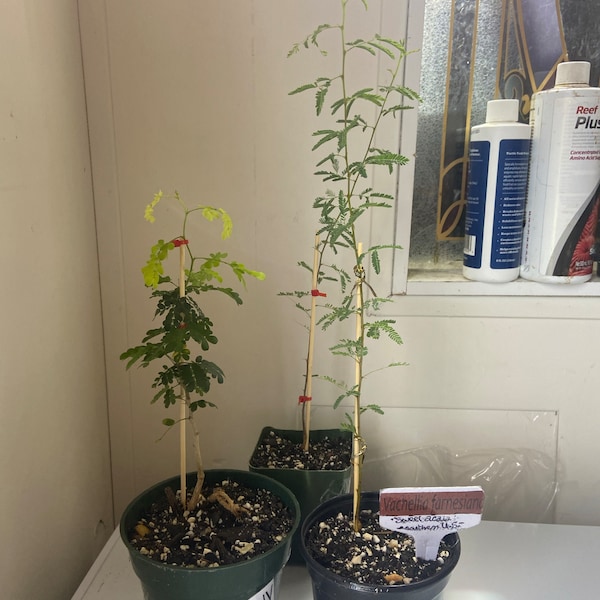 Texas Ebony, Native Texas Tree Seeds and Seedlings: Ebenopsis Ebano ...