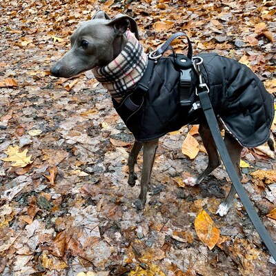 Italian Greyhound Quilted Waterproof Winter Coats,cirneco Dell'etna ...