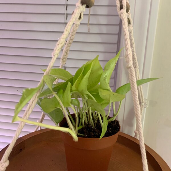 Neon Pothos, Epipremnum Aureum, Pothos, Trailing Plant, Hanging Plant ...