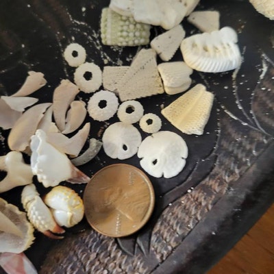 Imperial Volute Conch Shell Horn Spikes Unique Large Display Seashell ...