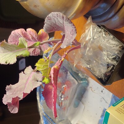 3 Merritt Tree Collard Cuttings - Etsy