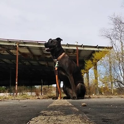 UGLY Bells for Pet Collar Chipped Jingle Bell for Cat Collar Character ...