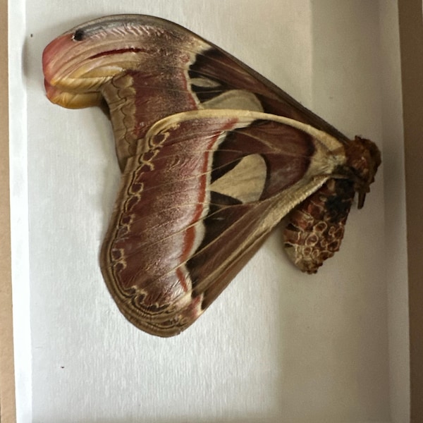 Attacus Atlas Moth Papered Specimen MALE and FEMALE Spcimens, Real ...