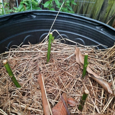 5 Bele Abelmoschus Manihot Edible Hibiscus Tonga Spinach Cuttings FROM ...