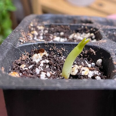 Hildewintera Colademononis Monkey Tail Cactus Seeds Super Furry Hybrid ...