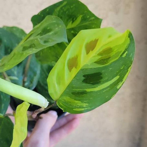 Variegated Maranta Prayer Plants, Beauty Kim Variegated, High ...
