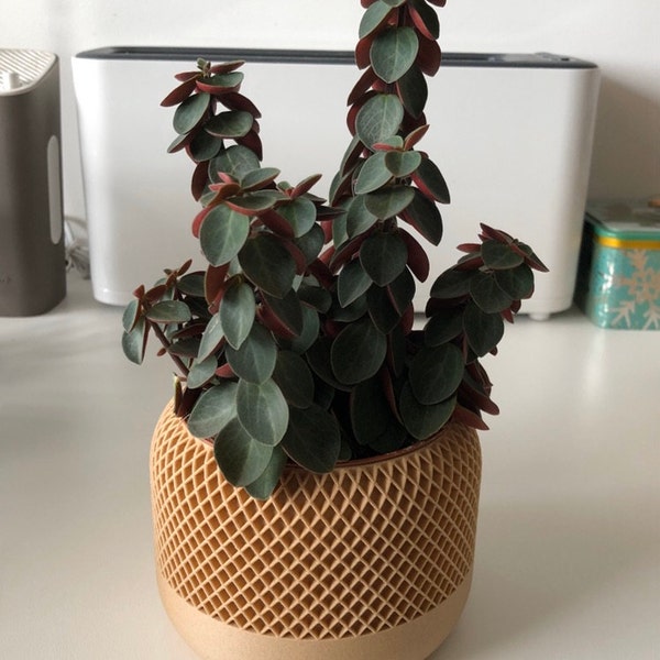 Indoor Wood Planter - APPLE - Original Gift for Plant Lovers ! - Etsy