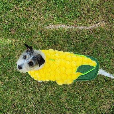 CORN DOGS or Kitty Corn Corn Coat for Cats & Dogs - Etsy