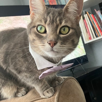 Red Chevron Skinny Cat Tie Cat Necktie Cat Necktie Collar - Etsy Canada