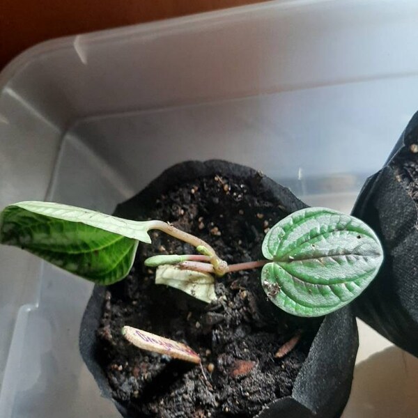 Peperomia Dragon Skin Starter Plant ALL STARTER PLANTS Require You to ...