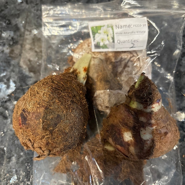 2 Amaryllis Vittata Bulbs FW95210-10 - Etsy