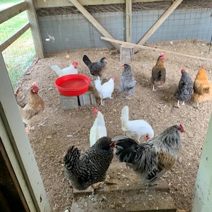 Chicken Body Condition Score Chart - Chickens 101 - Caring for Chickens ...