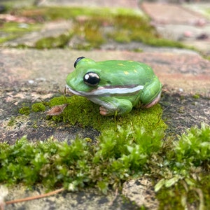 Handmade Polymer Clay Angry Screaming Desert Rain Frogs - Etsy