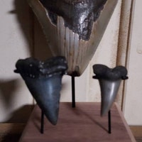 Megalodon Shark Tooth Stand Custom Metal Bracket on a Wood Base to ...
