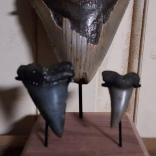 Megalodon Shark Tooth Stand - Custom Metal Bracket on a Wood Base to ...