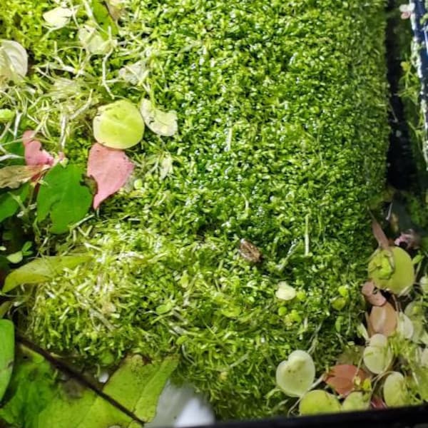 Live Aquarium Plants, Mix Moss Subwassertang, Round Pelia, Monosolenium ...