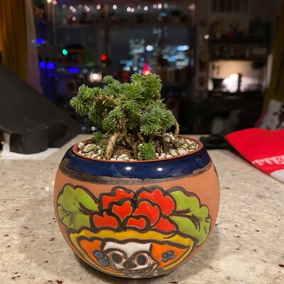 Mini Joshua Tree Succulent 4 Pot Thick and Full Sedum Multiceps Rare - Etsy