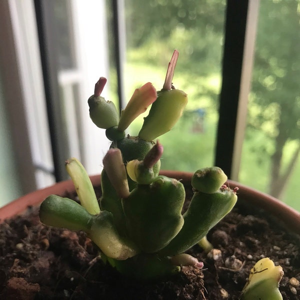 4" Pot of Variegated Christmas Cactus Schlumbergera Rare Succulent ...