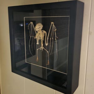 Real Atlas Moth Shadow Box Frame, Framed Attacus Atlas, Moth Taxidermy ...