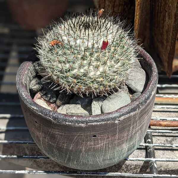 Acacia Tree Seed Assortment 10 Diff. Packs of 25 Seeds Ea. - Etsy