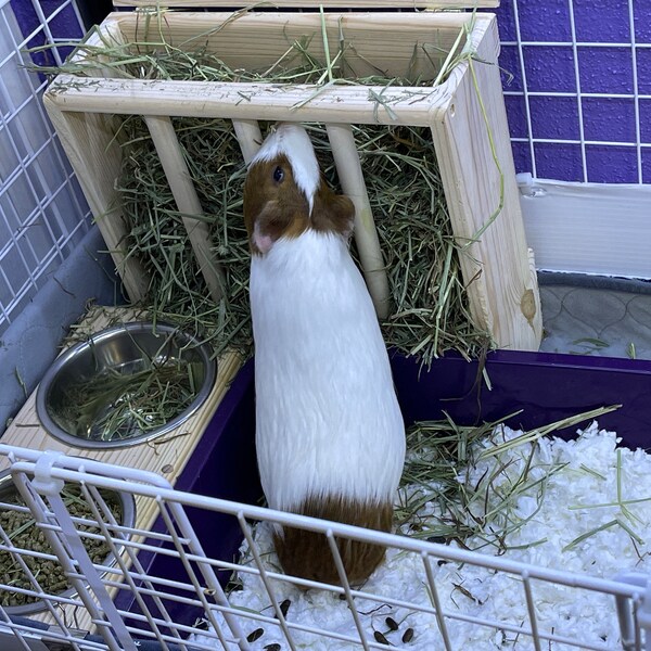 Rabbit Hay Feeder With Litter Box, Made by Asaswood - Etsy
