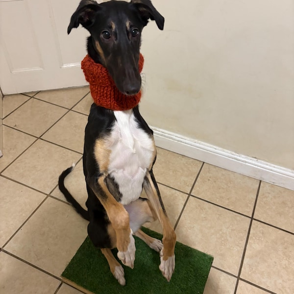Chunky Knit Snoods | Greyhound | Lurcher | Whippet - Etsy