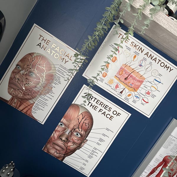 A3 Raised Foiled Facial Muscle Anatomy Poster - Etsy