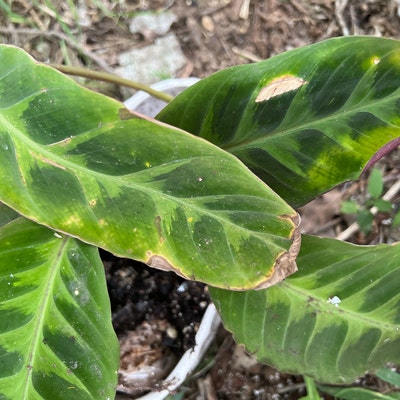 Calathea Makoyana peacock Dwarf Variety Grown in a 6 Pot - Etsy