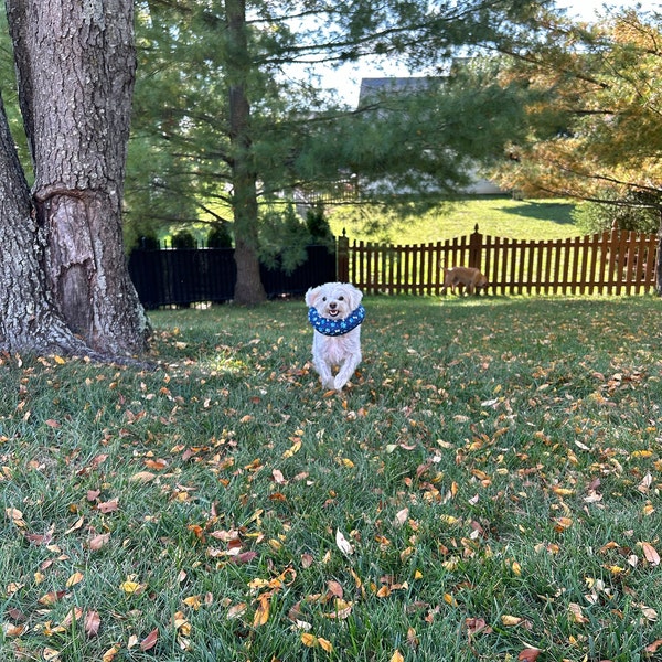 Blue Paw Prints Puppy Bumper® - Etsy