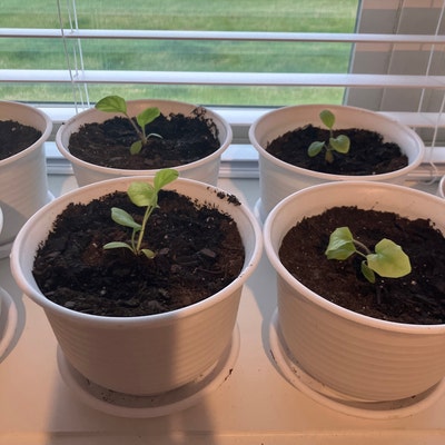 Giant Gerbera Daisy Hybrid Seeds Mix, Gerbera Jamesonii GE0110 - Etsy