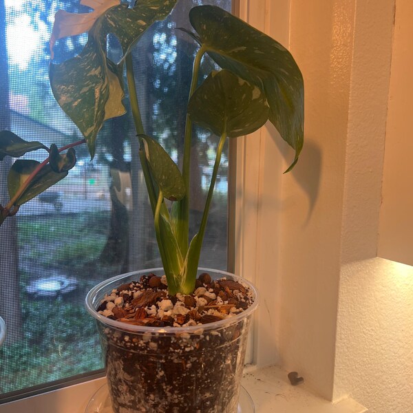 Chester Fern Starter Plant (ALL STARTER PLANTS Require You to Purchase ...