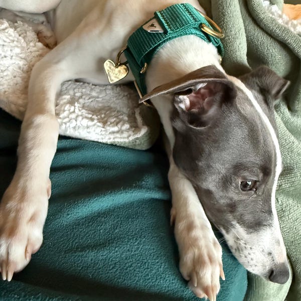Emerald 'atacama' Whippet Greyhound Italian Lurcher Sighthound ...