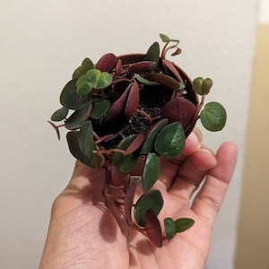 Peperomia Ruby Cascade, Trailing Peperomia, Trailing Plant, Hanging ...