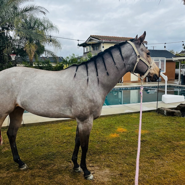Design Your Own Mane Hair Extensions for Horses (perfect for Parties ...